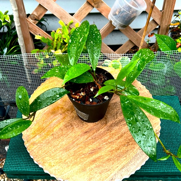 Other | Hoya Splash Hoya Pubicalyx Rare Wax Plant | Poshmark